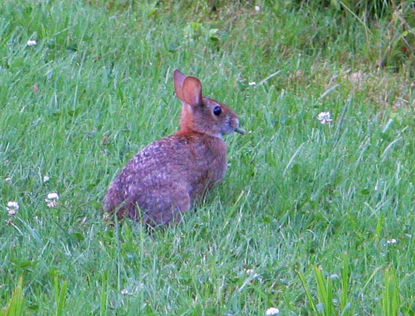 U.S. Fish and Wildlife Service Finds Listing of New England Cottontail ...