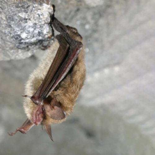 U.S. Fish & Wildlife Service Issues Final Northern Long-eared Bat and ...